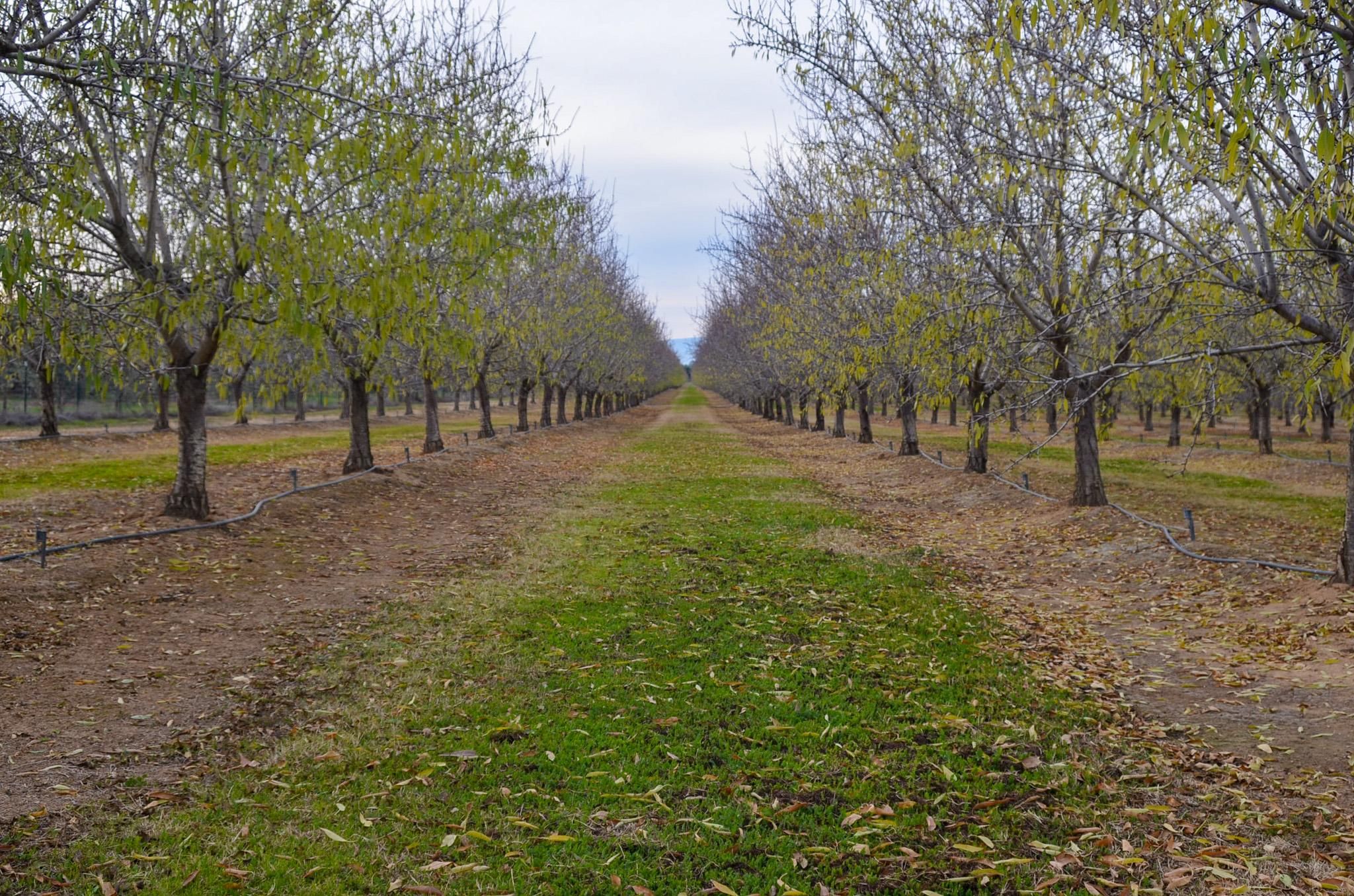 24895 New Jersey Avenue, Corning, CA 96021 | MLS: SN24036321 | LandWatch