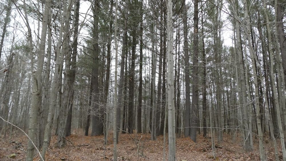 V/L E Levely Road, Lot#WP01, Rhodes, MI 48652 | LandWatch