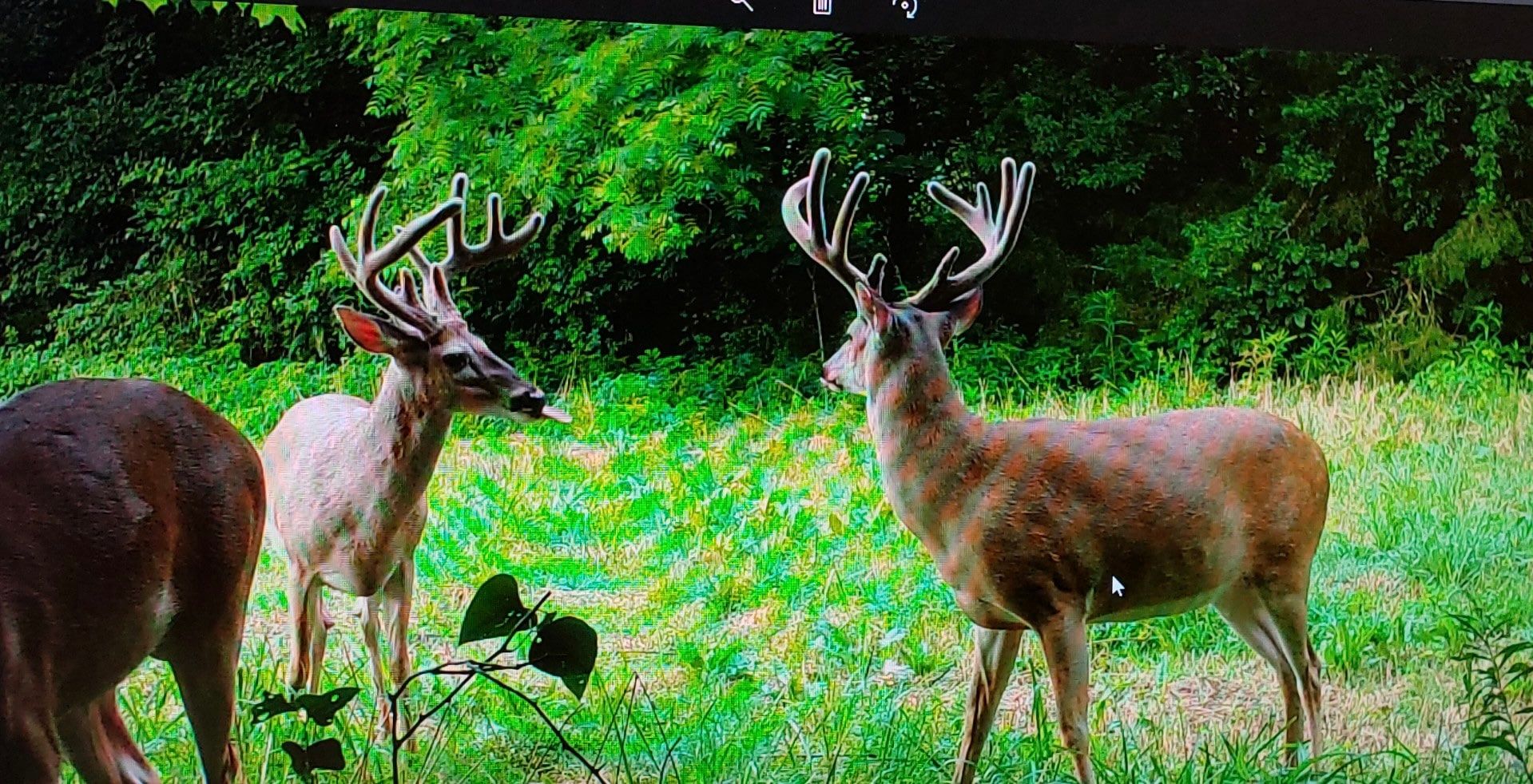 000 Island Road, Grand Tower, IL 62942 | LandWatch