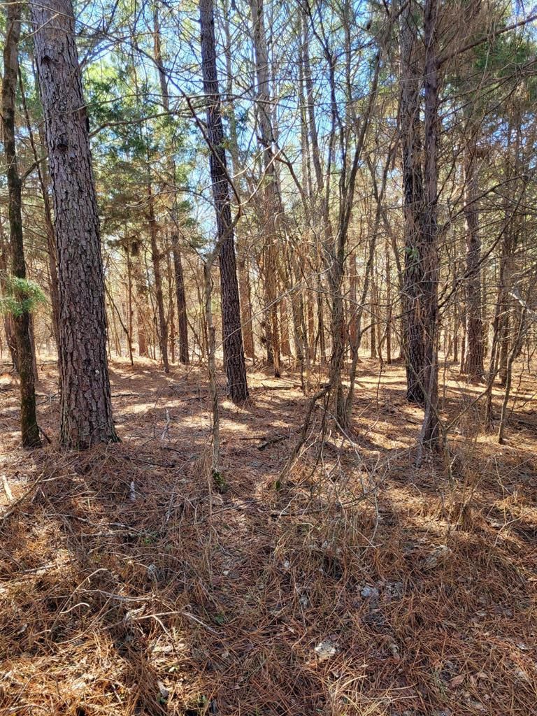 239 County Road 338, Taylor, MS 38673 | LandWatch