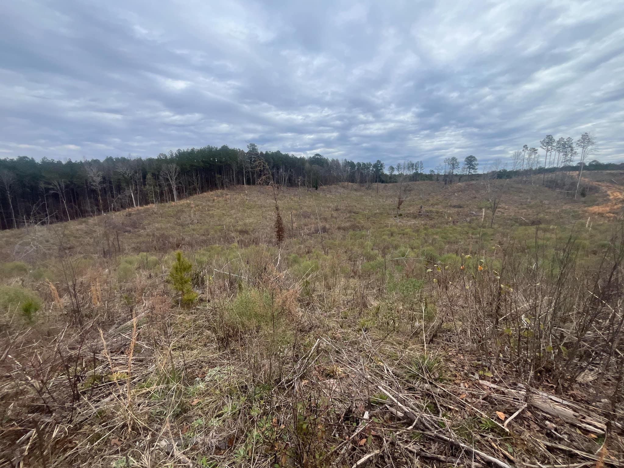80 acres in Red Lick, MS, 39096 | LandWatch