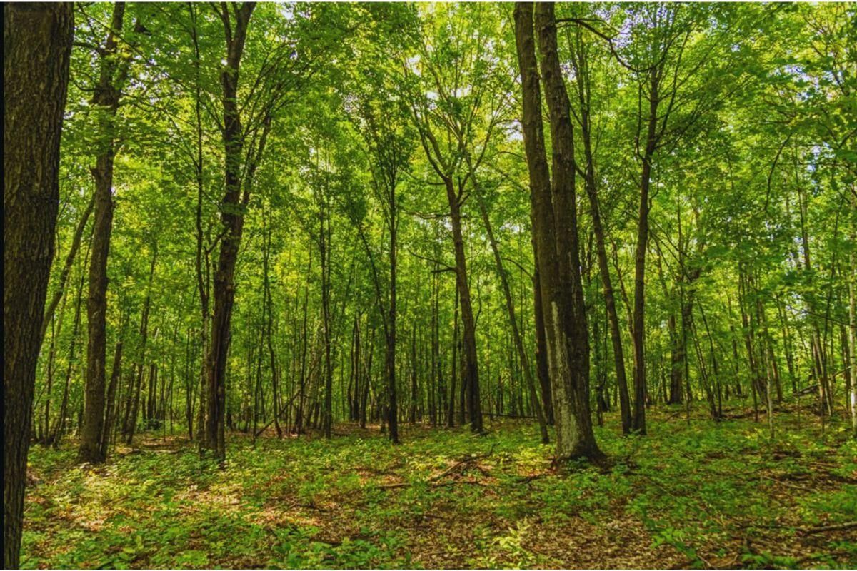 Flinstone Dr, Cushing, MN 56443 | MLS: Morrison 0.78 Acres, 08.0862.000 ...