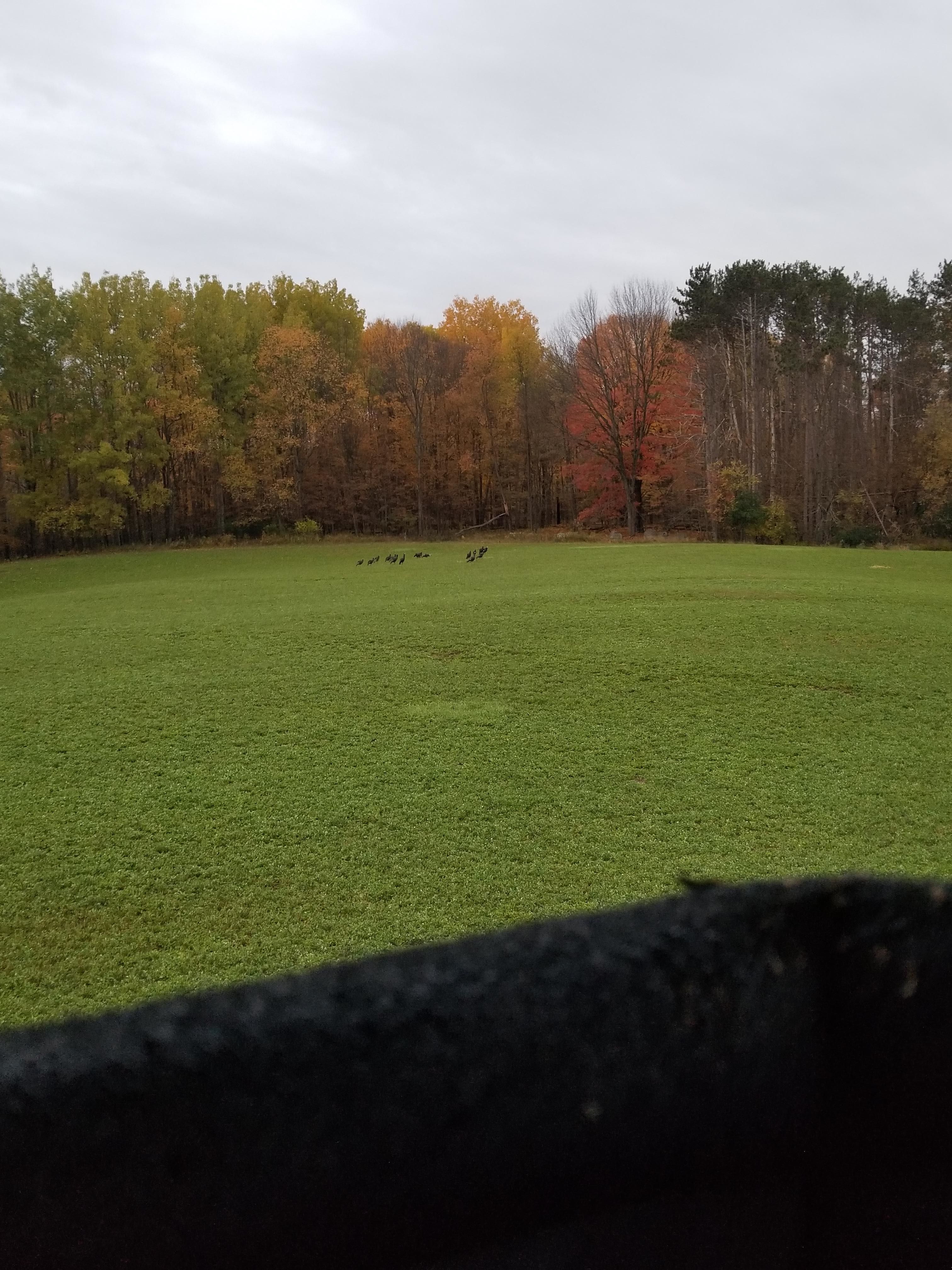 80 acres in Bowler, WI, 54416 | LandWatch