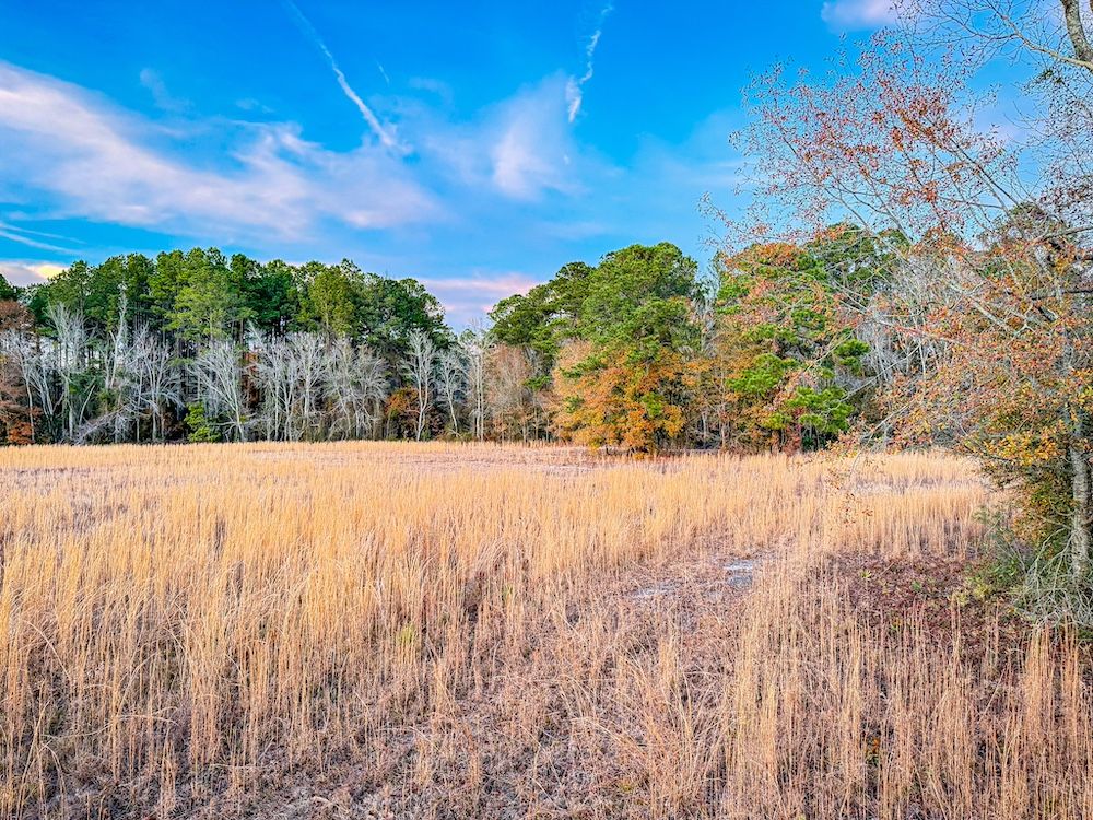 TBD Rogers Farm Rd, Lot#WP002, Clio, SC 29525 | LandWatch