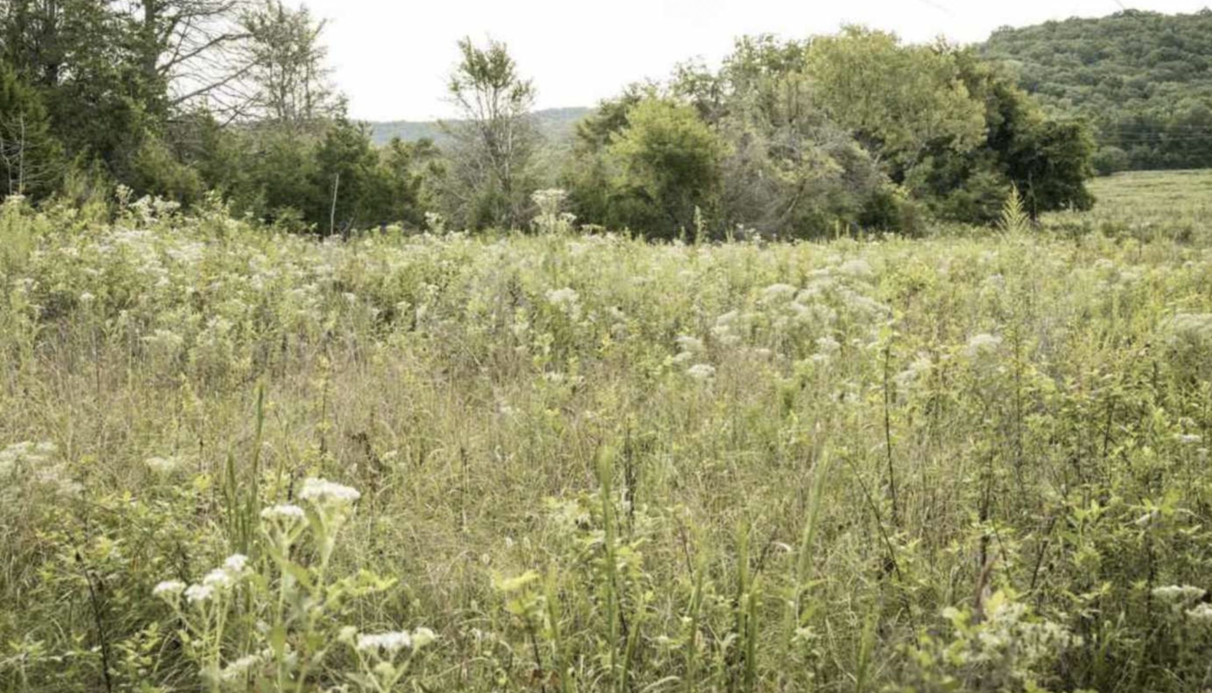 150 acres in Youngtown, AL, 35650 | LandWatch