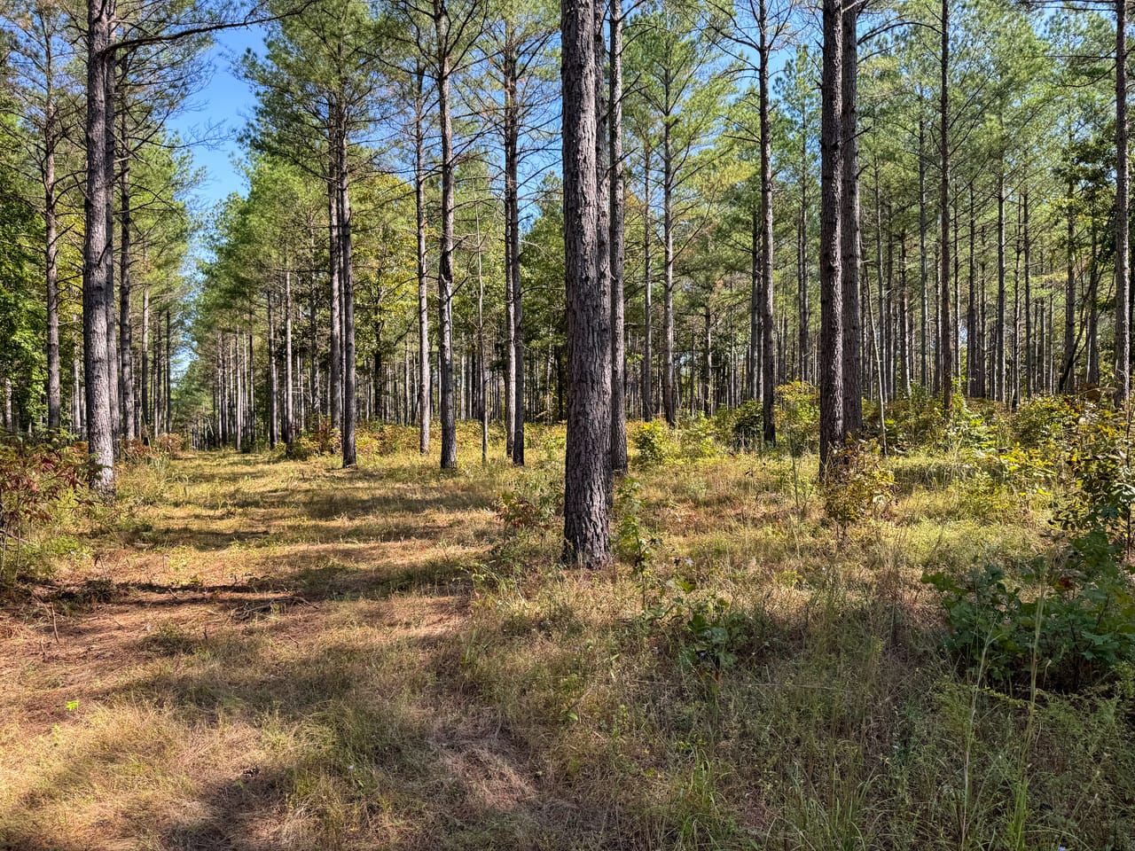 Highway 15, Mantee, MS 39751 | LandWatch