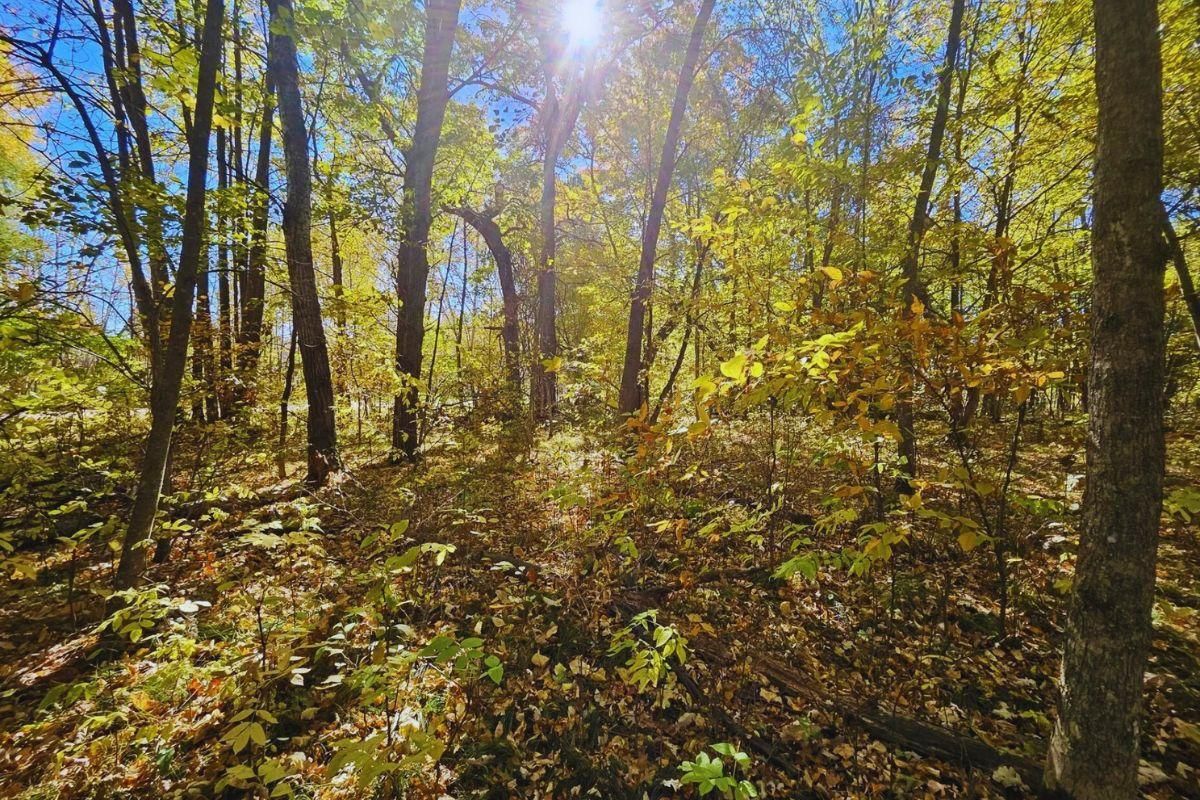 0.72 acres in Cushing, MN, 56443 | MLS: Morrison 0.72 Acres, 08.1164. ...