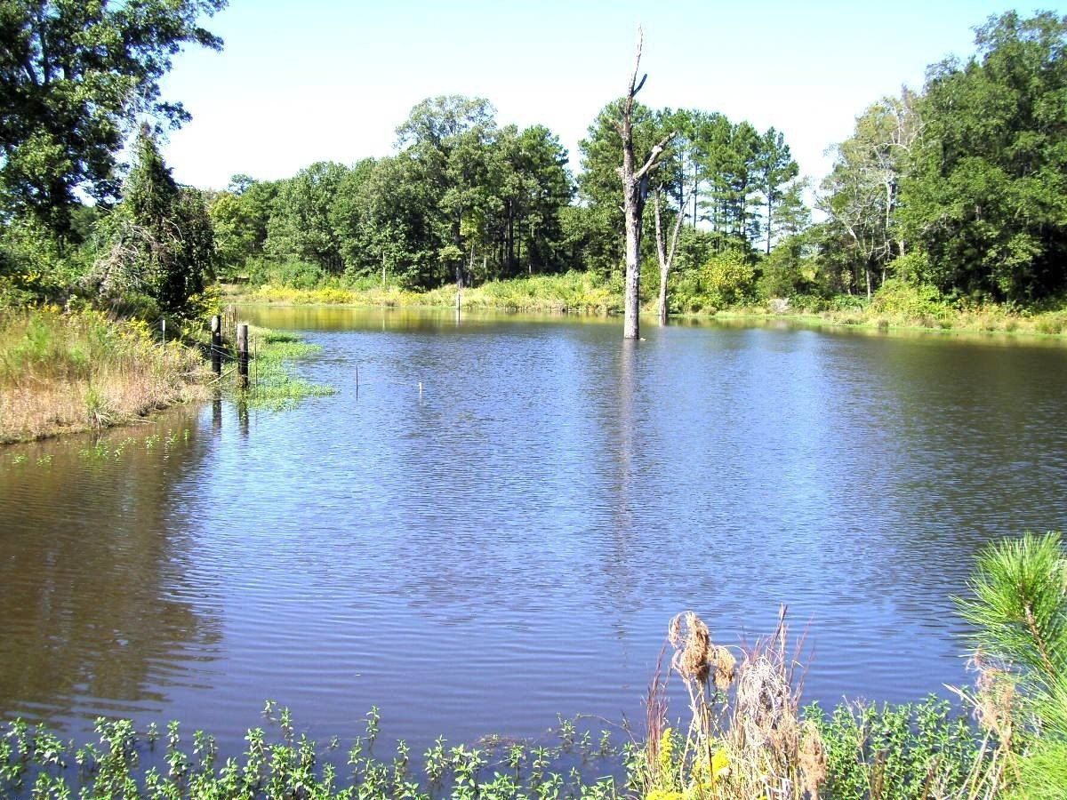 1609 BUCK WRIGHT ROAD, Ashdown, AR 71822 | MLS: 11430192 | LandWatch