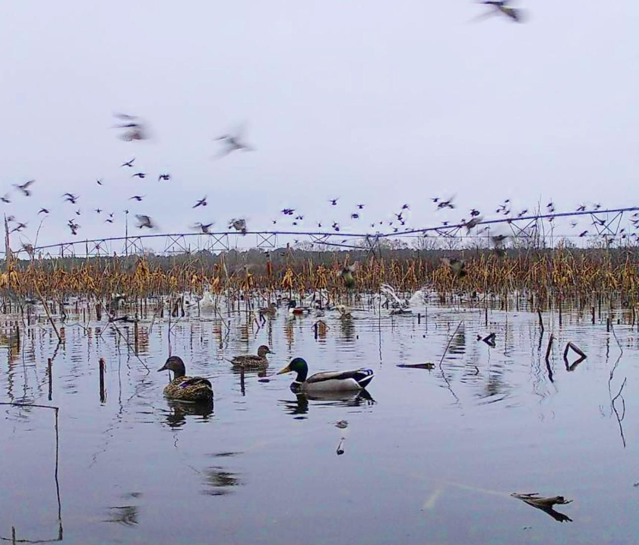 300 acres in Rembert, SC, 29128 | LandWatch