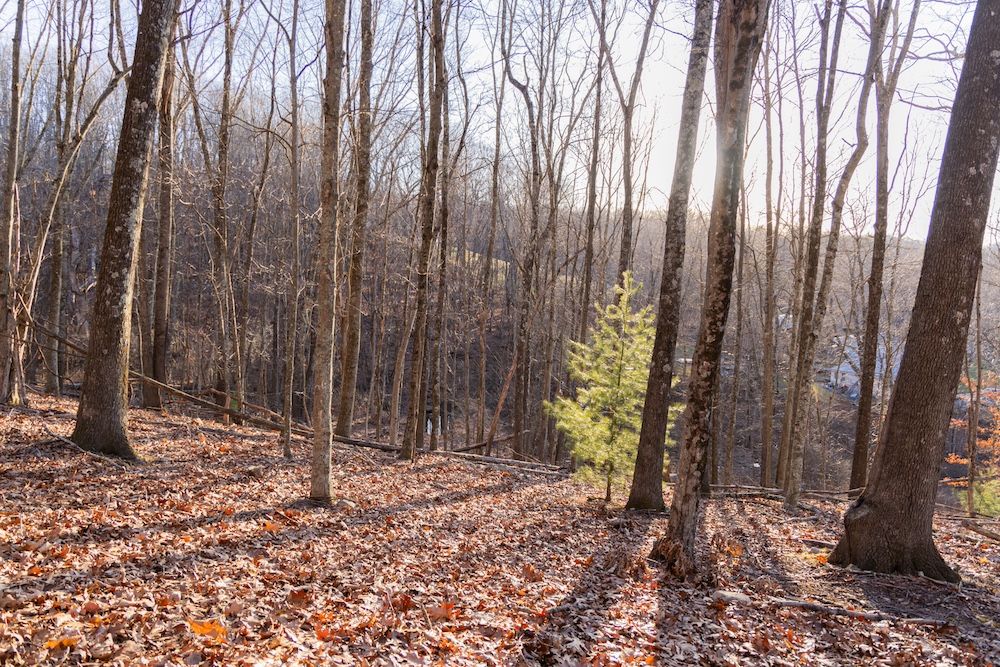 0 Addison Patch Rd, Lot#WP001, Hot Springs, VA 24445 | LandWatch