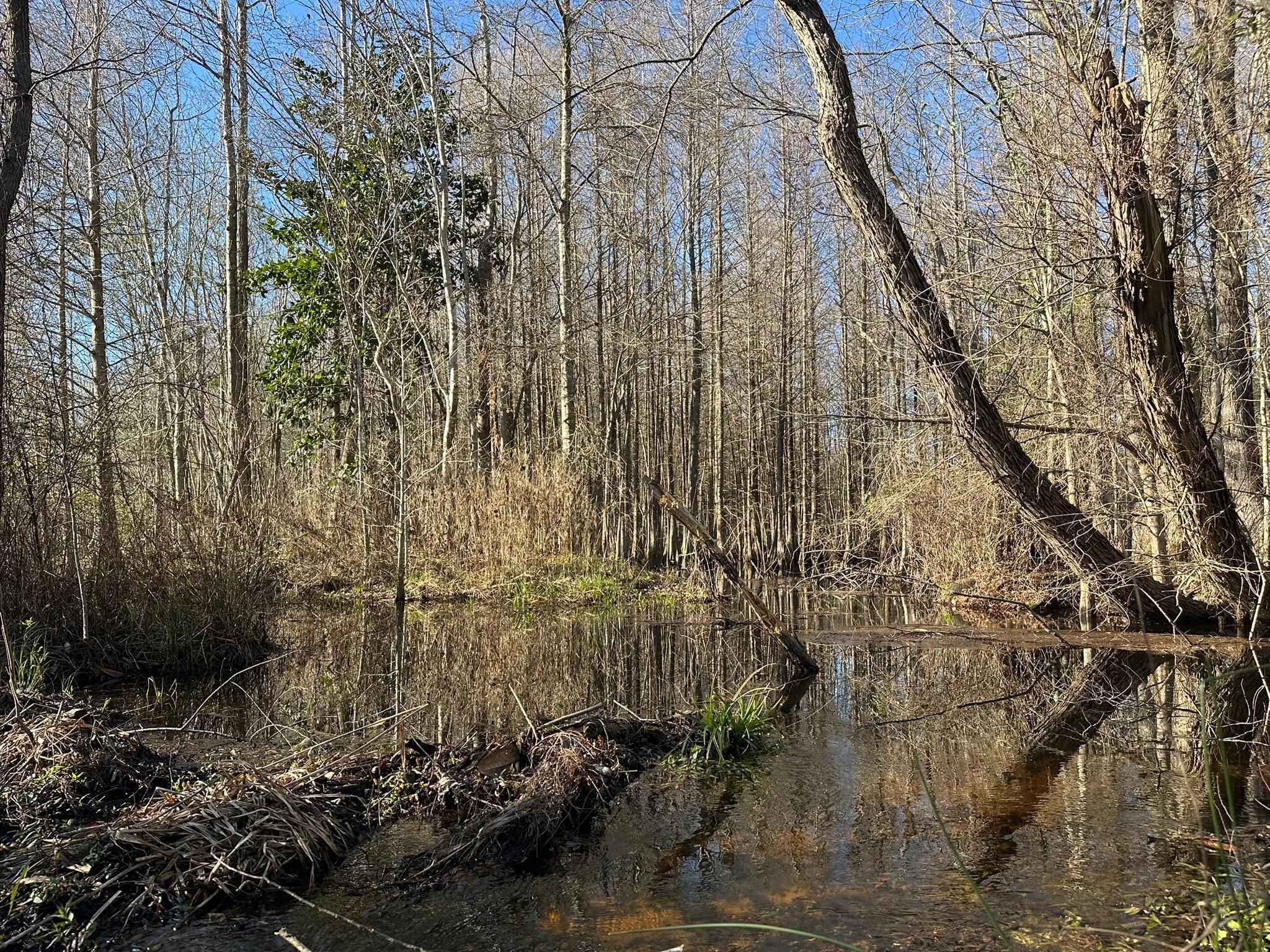 Mt Zion Rd, Gordon, AL 36343 | LandWatch