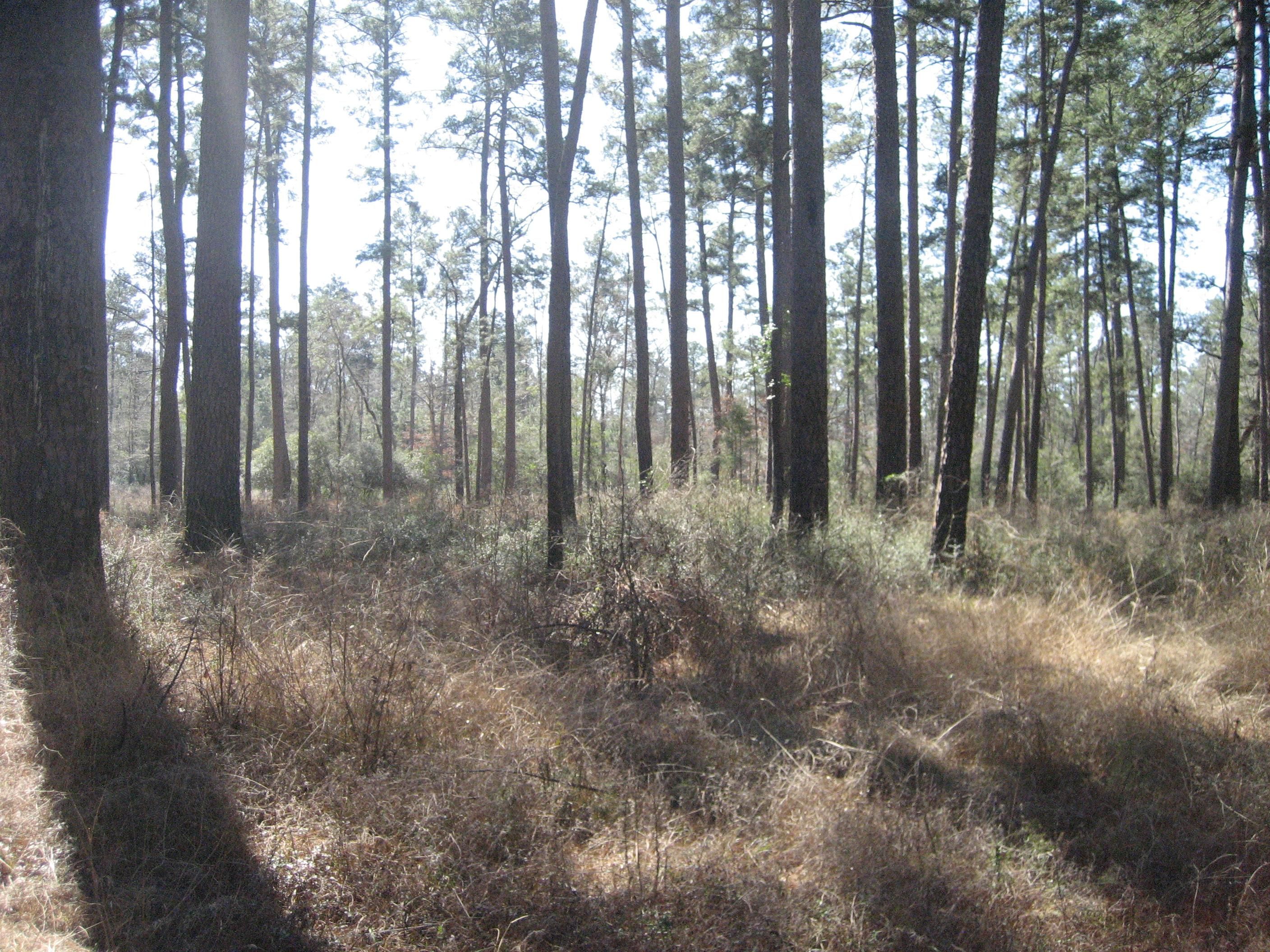 80 acres in Kennard, TX, 75847 | LandWatch