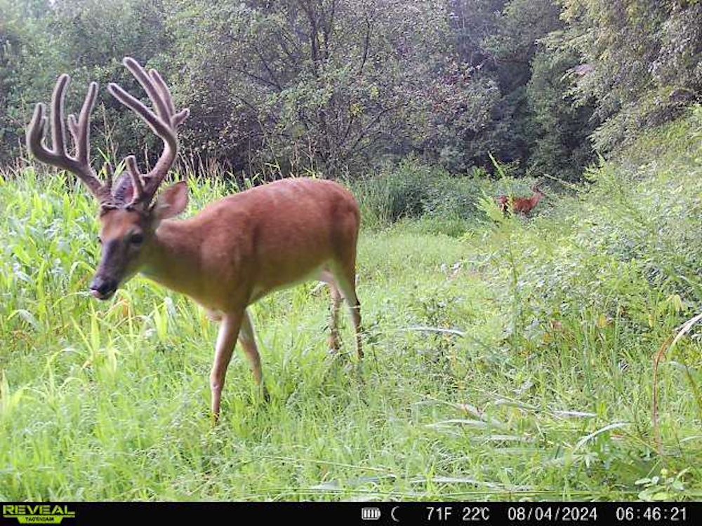 838 Worsham Rd., Ruffin, NC 27326 | MLS: 10076875 | LandWatch