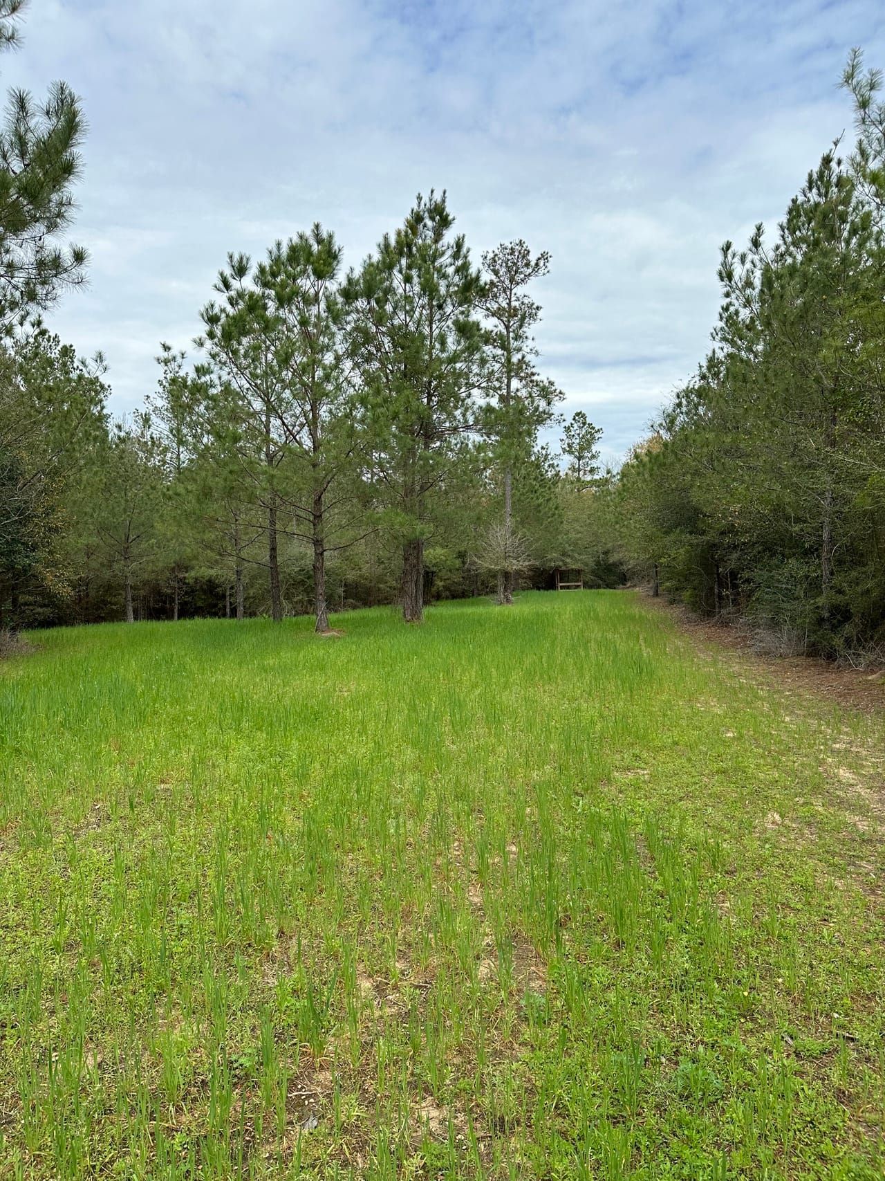 Old Foshee Rd, Flomaton, AL 36441 | LandWatch