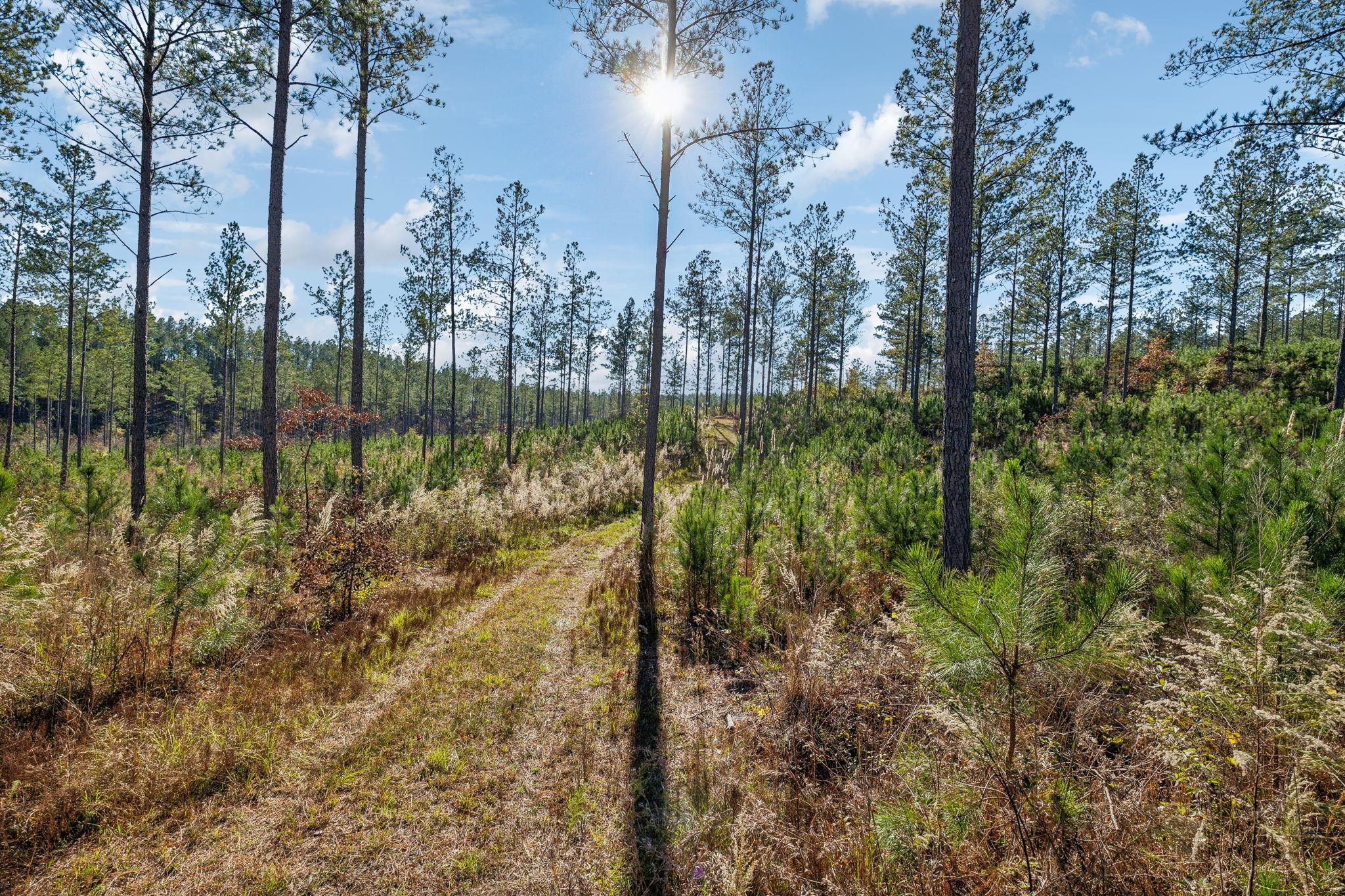 County Rd 62, Gaylesville, AL 35973 | LandWatch