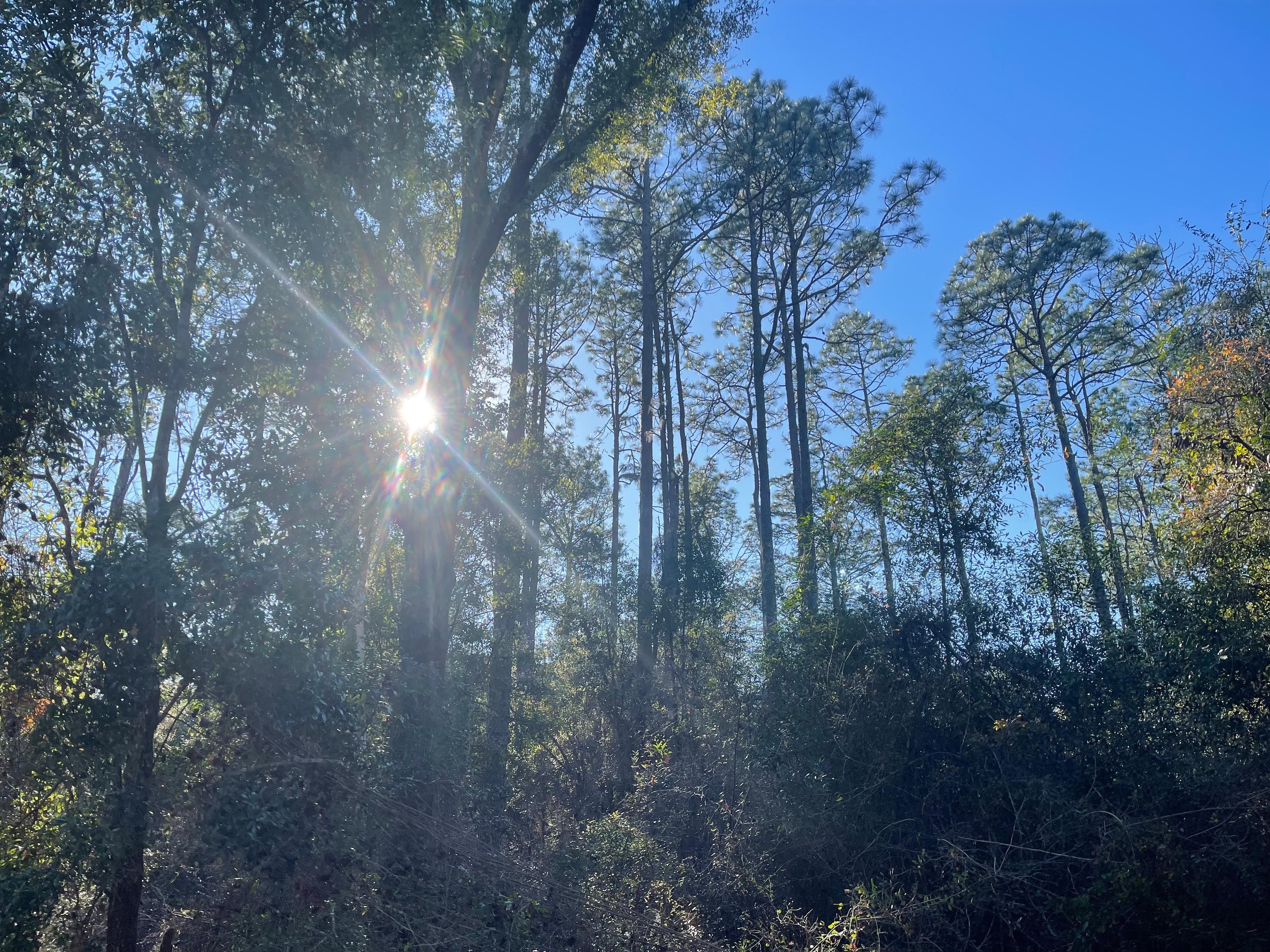 0000 Hilltop Drive, Caryville, FL 32427 | MLS: 769135 | LandWatch
