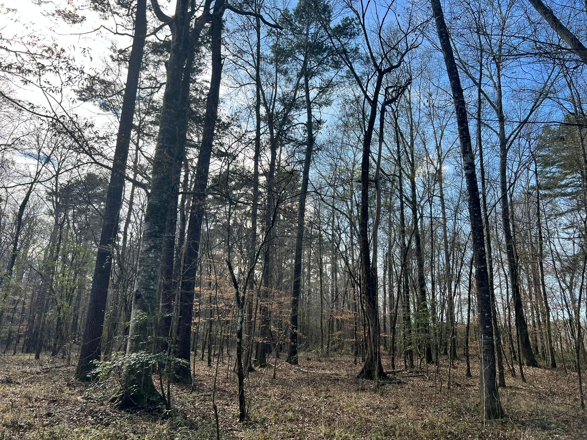 Pettey/Old Hillsboro Road, Forest, MS 39074 | LandWatch