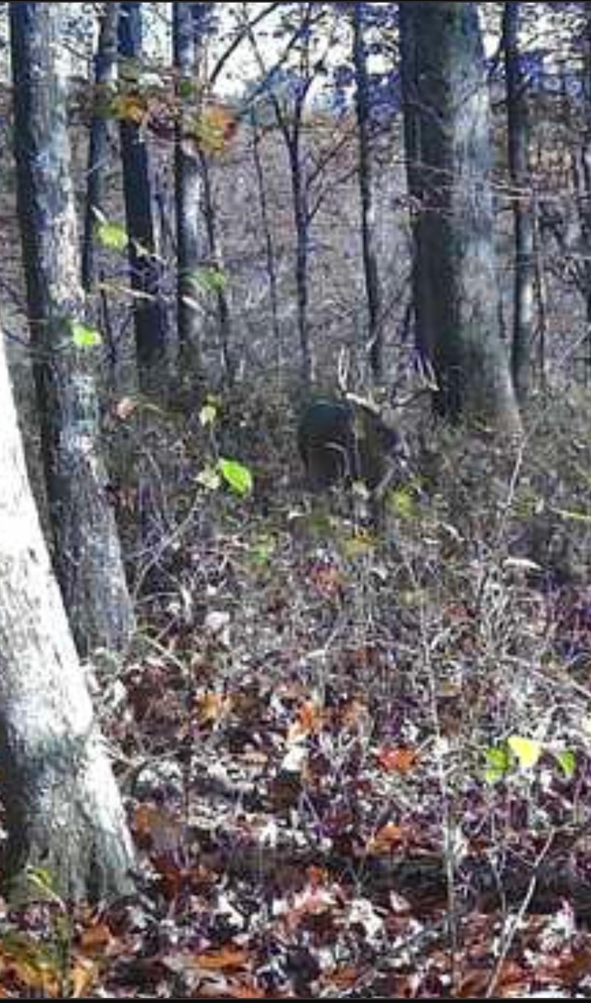 868 Lick Run Rd, Walker, WV 26180 | LandWatch