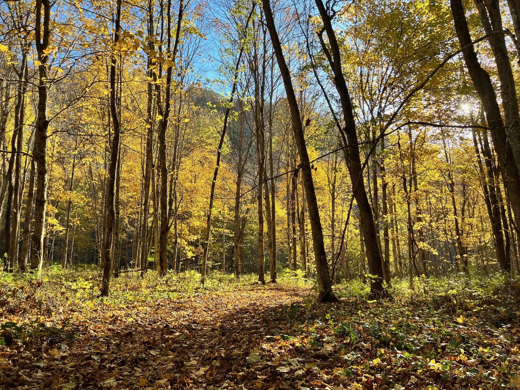 County Route 219/2, Renick, WV 24966 | MLS: 25-`142 | LandWatch