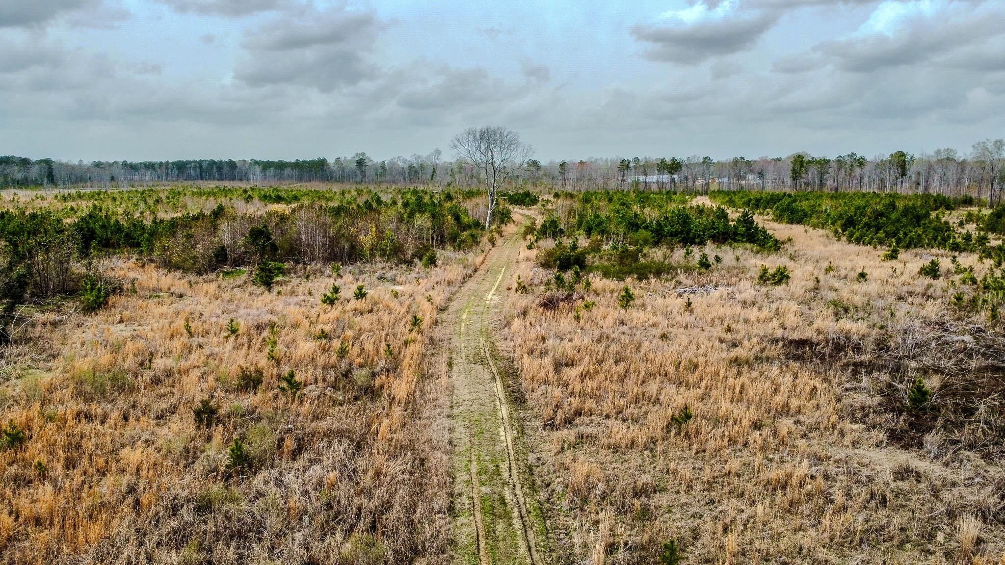 137 acres in Denmark, SC, 29042 | LandWatch