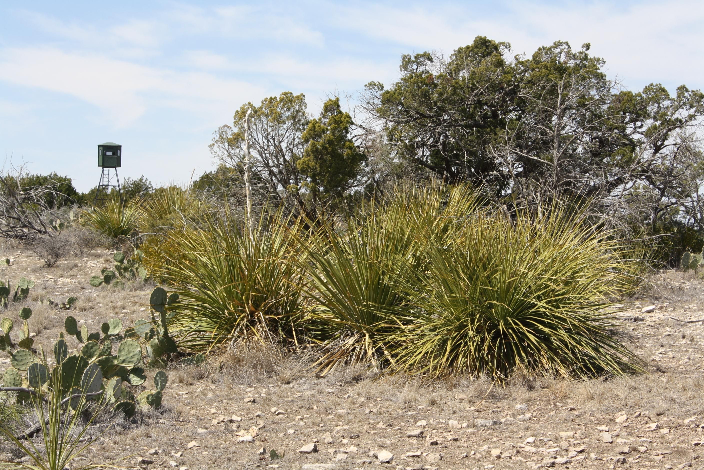 360.2 acres in Juno, TX, 78837 | MLS: 1852711 | LandWatch