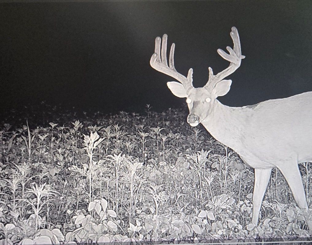 000 State Hwy TT, Grovespring, MO 65662 | LandWatch