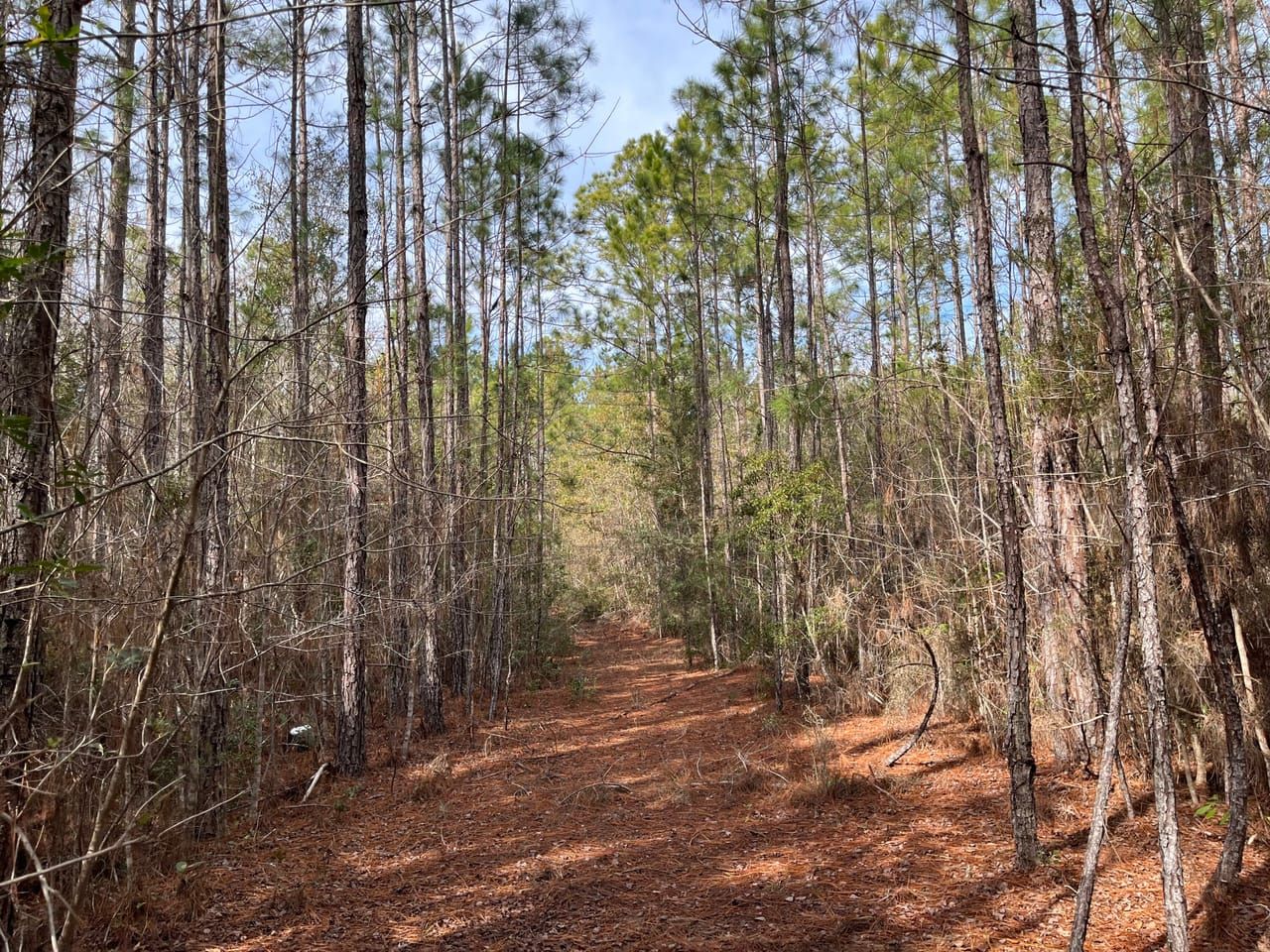 130.45 Ac Robin Ln, Nahunta, GA 31553 | LandWatch