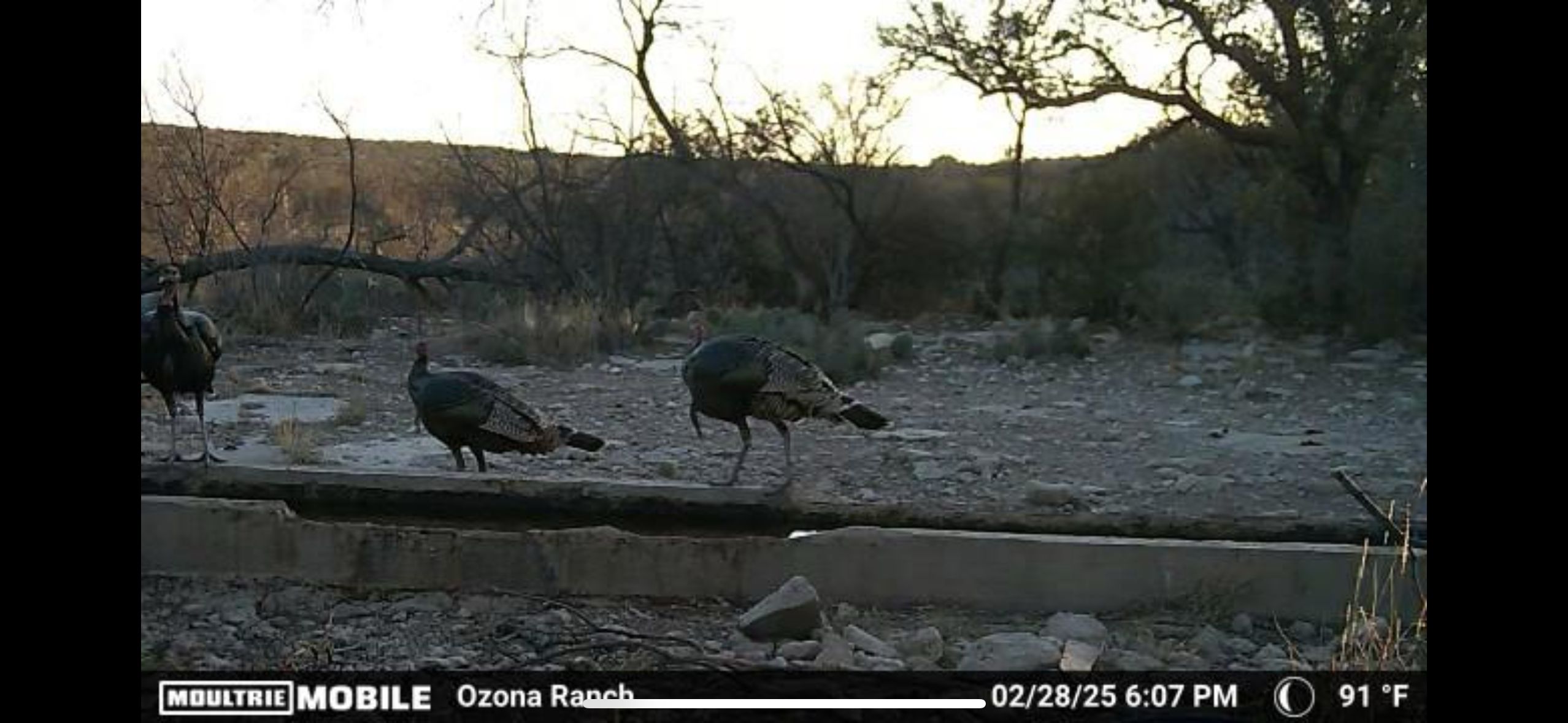 63.75 acres in Ozona, TX, 76943 | LandWatch