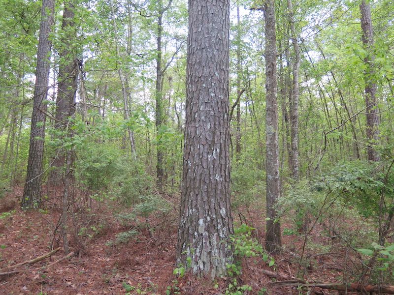 13470 Highway 503, Decatur, MS 39327 | LandWatch