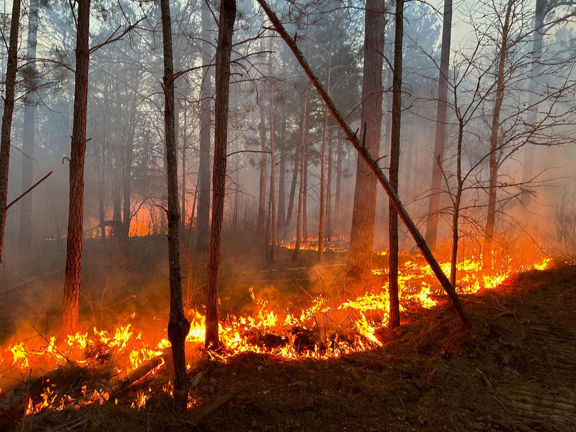 144 acres in Furman, AL, 36768 | LandWatch