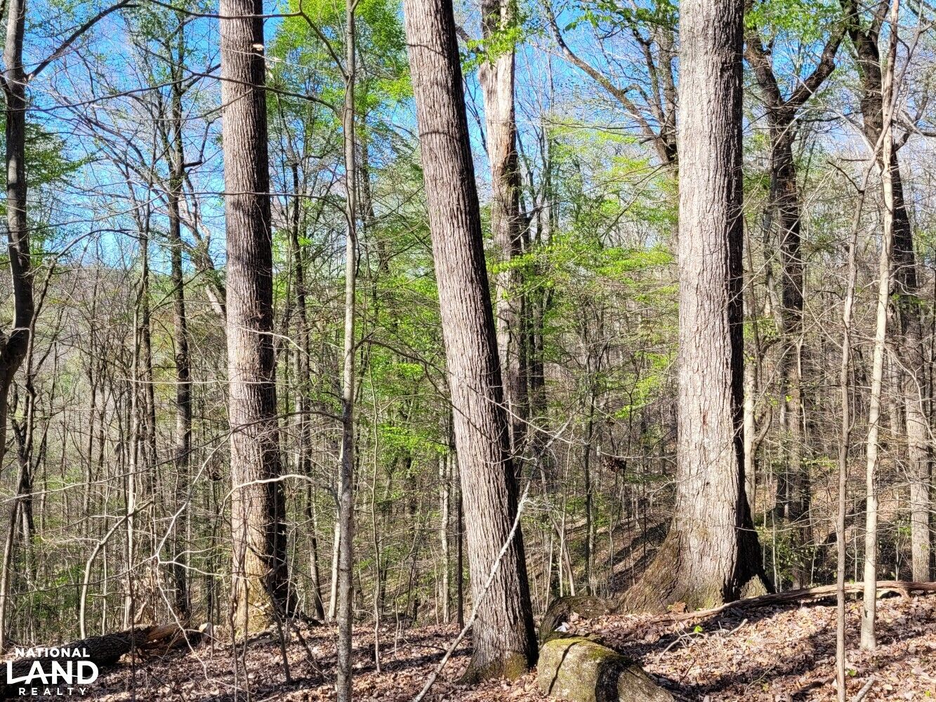 000 Bishop Mountain Road, Grant, AL 35747 | LandWatch