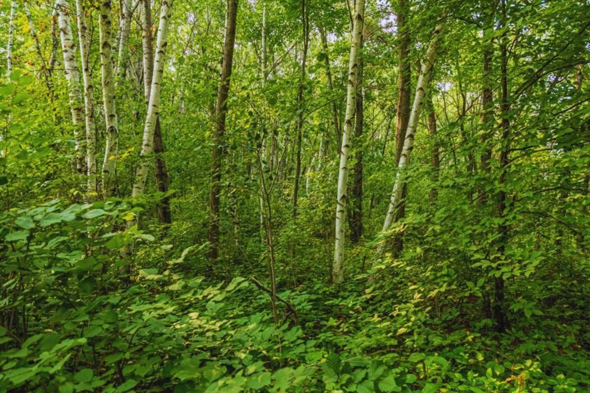 Flinstone Dr, Cushing, MN 56443 | MLS: Morrison 0.78 Acres, 08.0862.000 ...