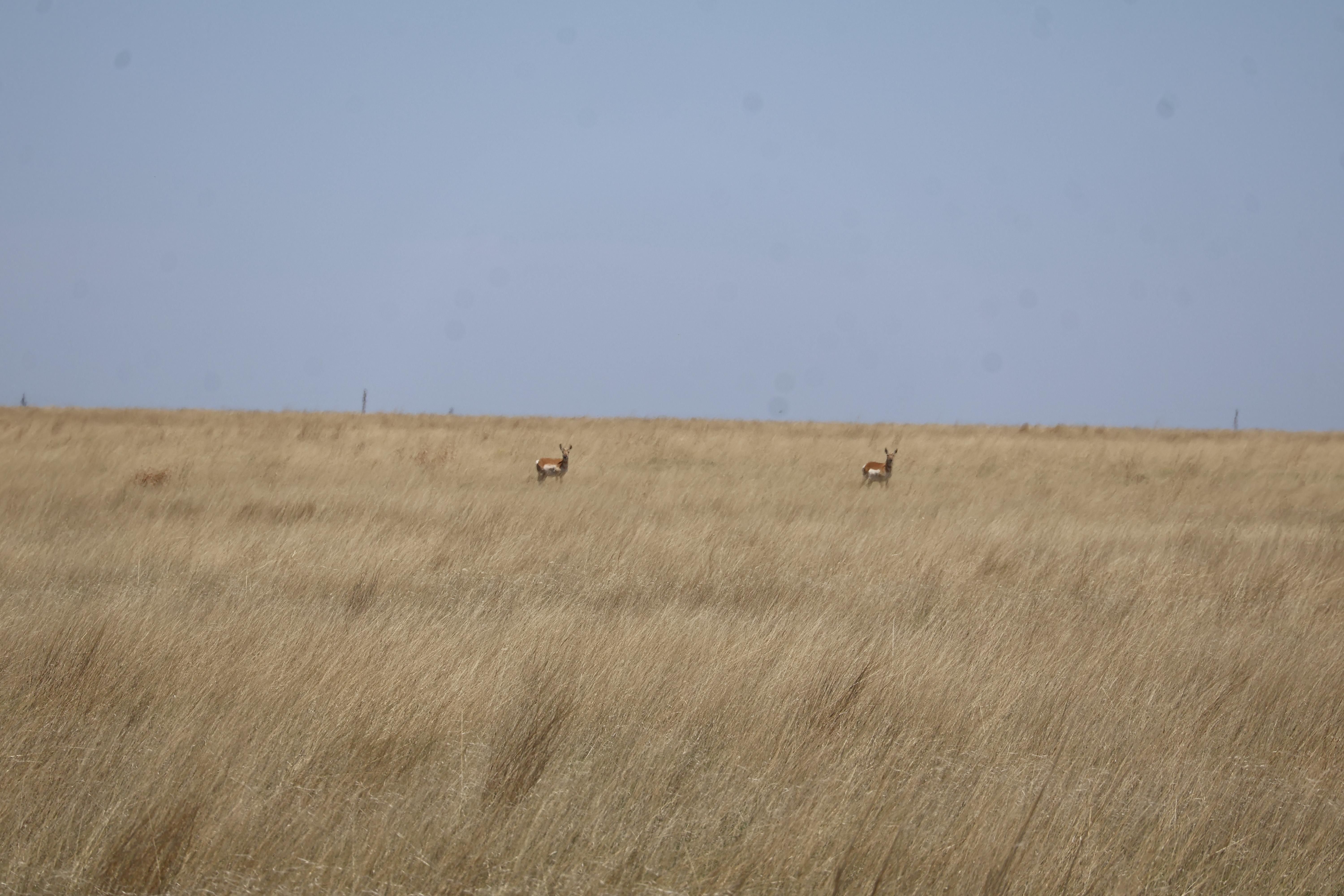 883.7 acres in Stegall, TX, 79371 | LandWatch