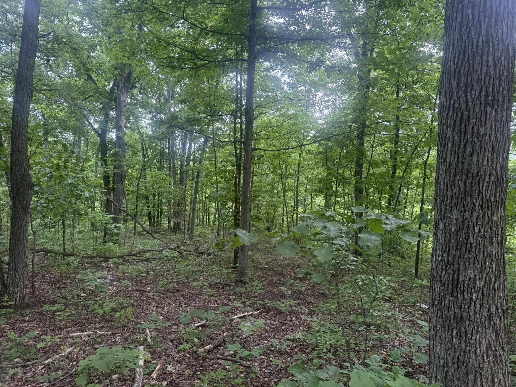 169 Greasy Ridge, Sandy Hook, KY 41171 | MLS: 25010327 | LandWatch