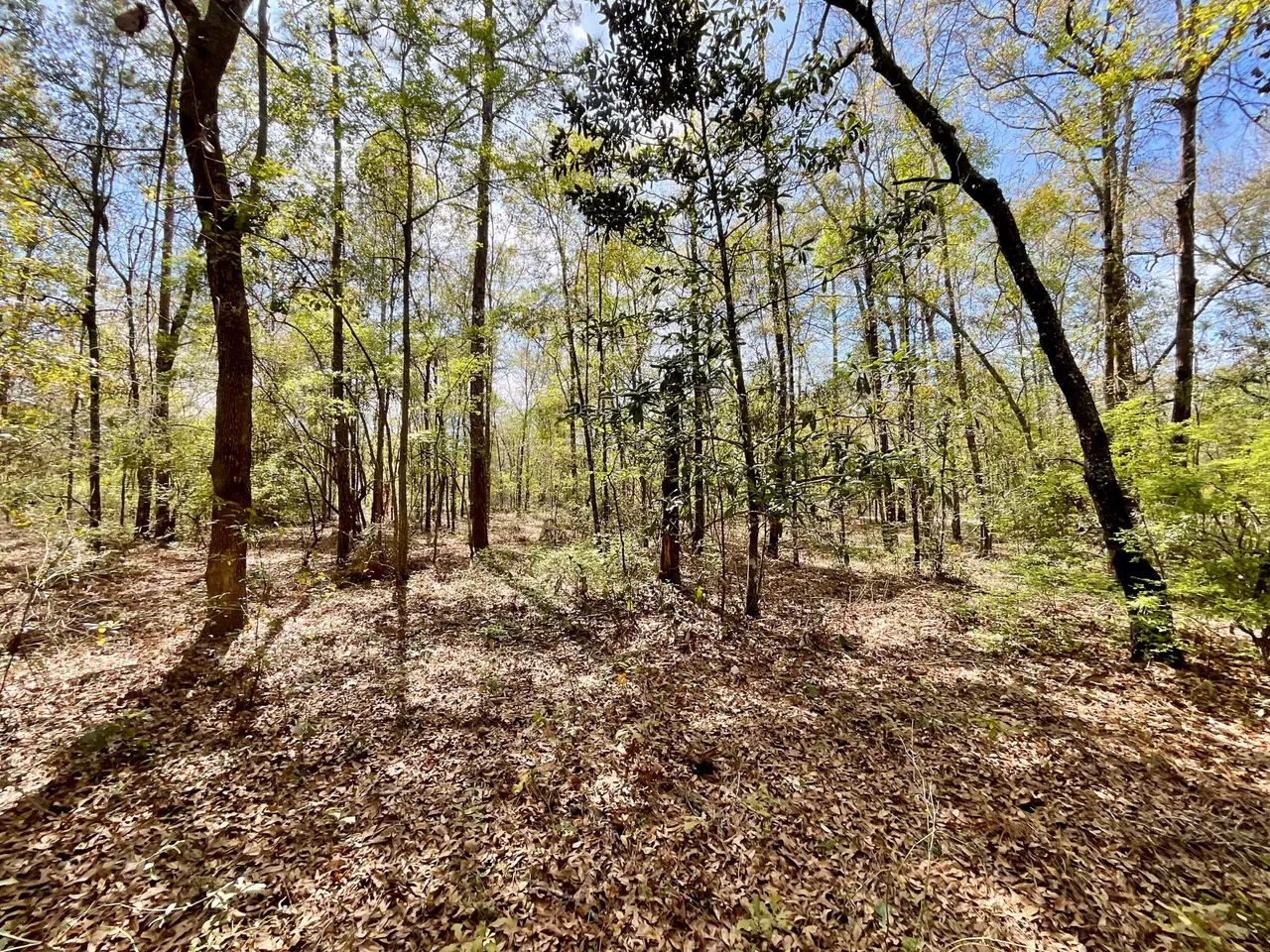 Vacant NE Persimmon Dr, Pinetta, FL 32350 | LandWatch