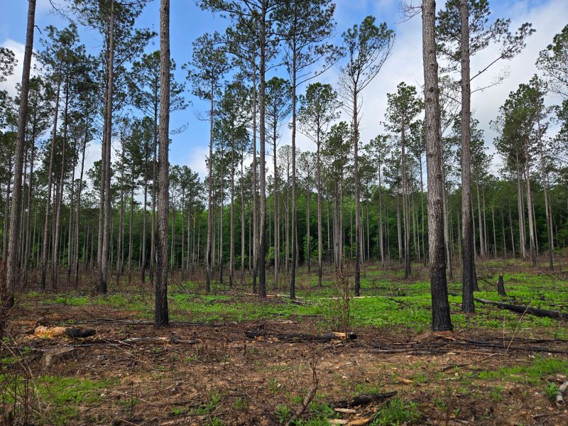 Alabama Highway 259, Equality, AL 36026 | LandWatch