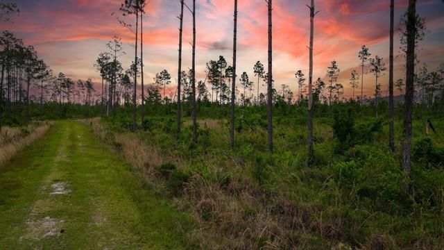 Lot 50 Econfina Preserve, Shady Grove, FL 32331 | MLS: 384731 | LandWatch