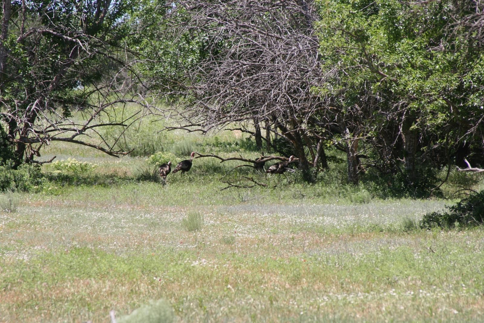 560 acres in Lela, TX, 79079 | LandWatch