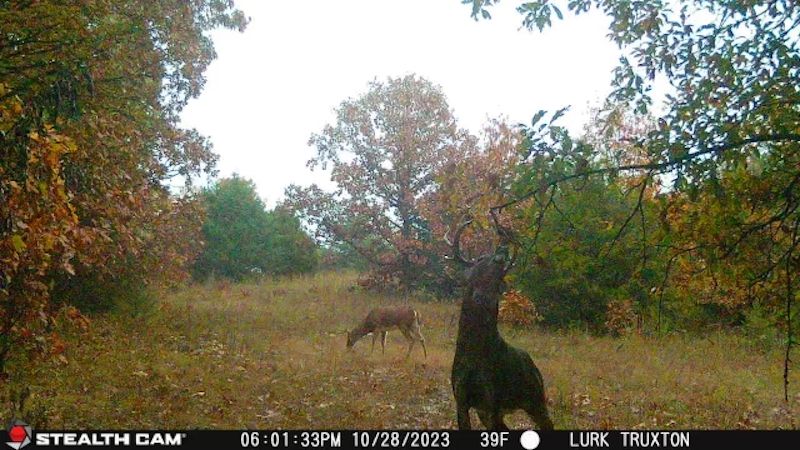 Truxton Church Rd, LotWP#001, Truxton, MO 63381 | LandWatch