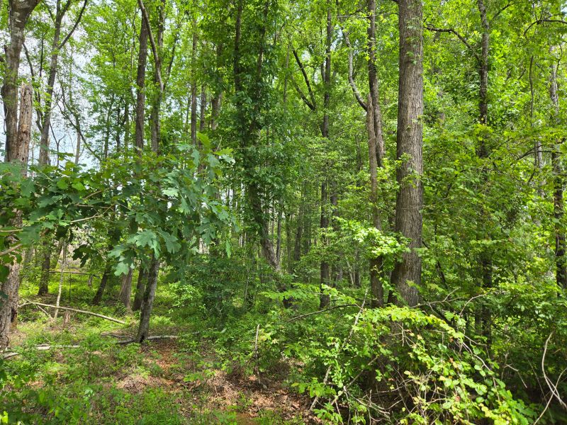 Booger Hollow Road, Dadeville, AL 36853 | LandWatch