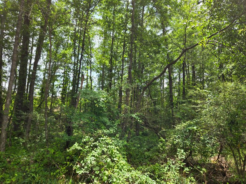 Booger Hollow Road, Dadeville, AL 36853 | LandWatch
