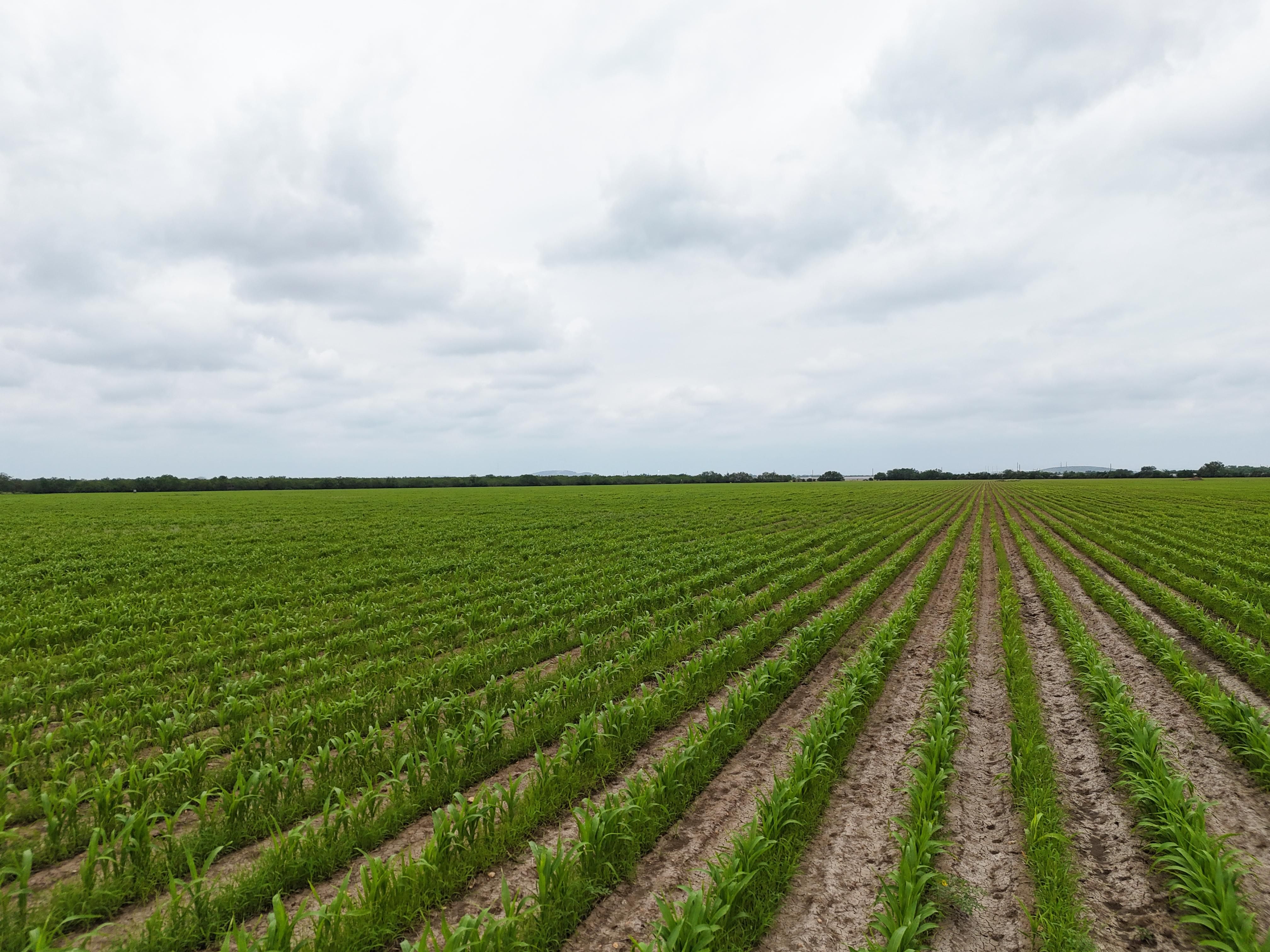 County Road 303, Knippa, TX 78870 | LandWatch