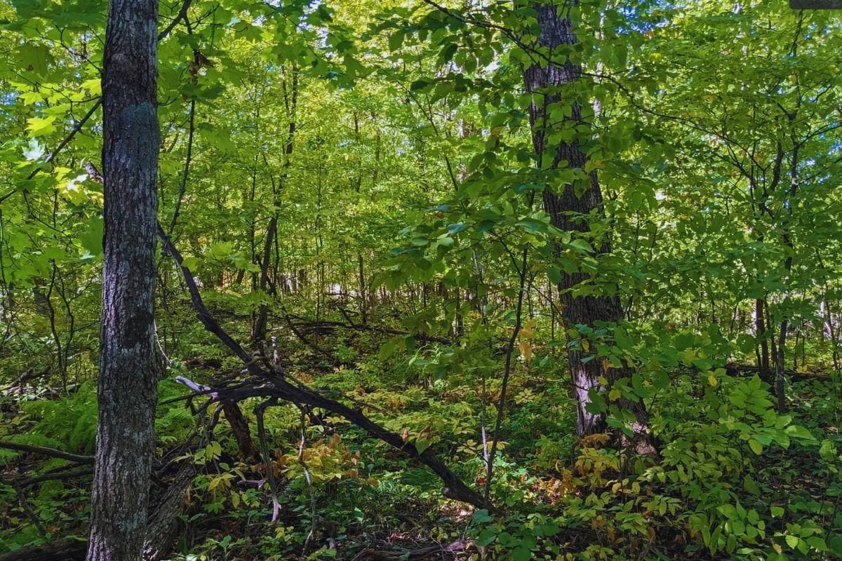 Flintstone Rd, Cushing, MN 56443 | MLS: Morrison 0.68 Acres, 08.0857. ...