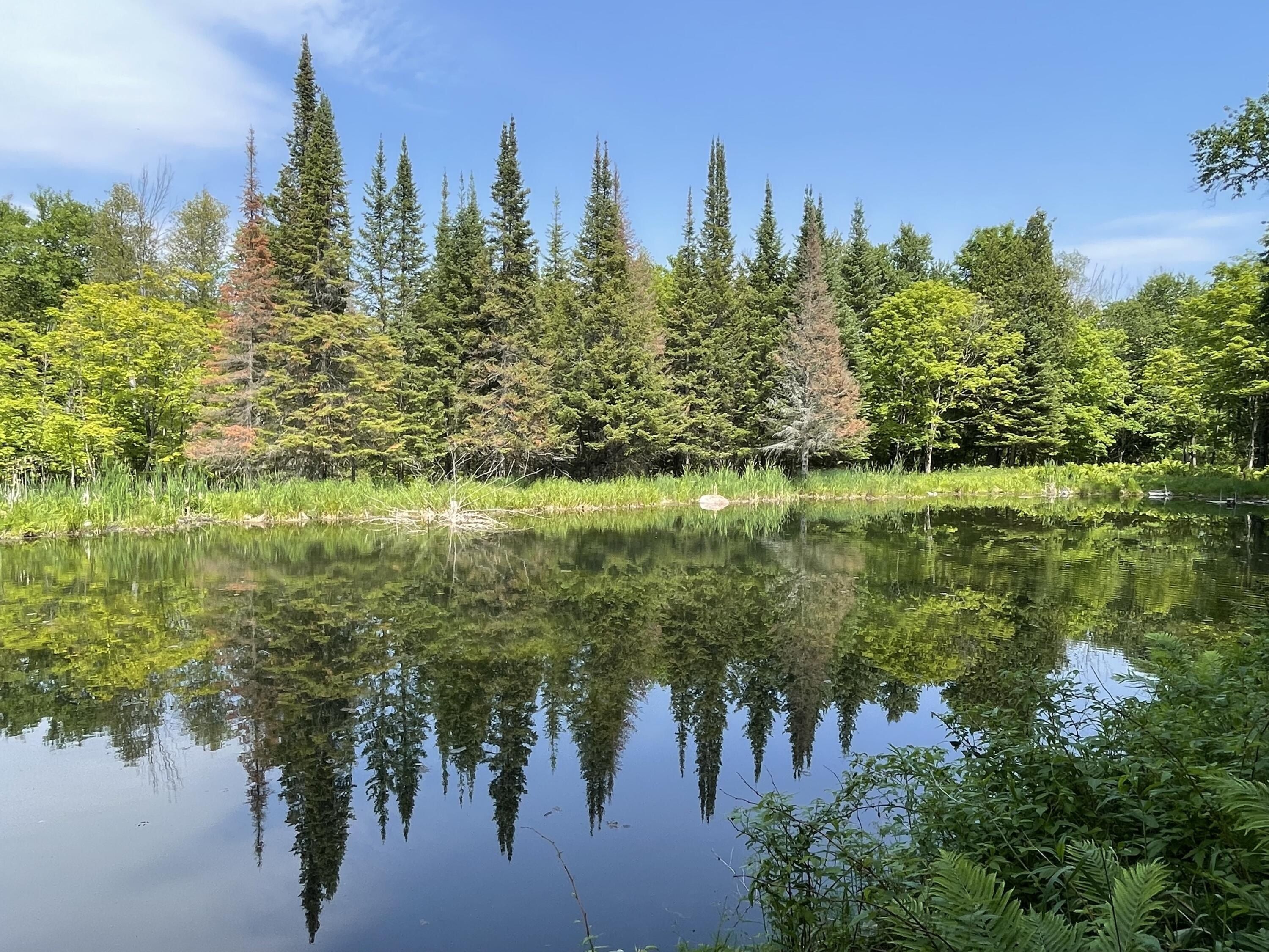 E M48, Raber, MI 49736 | MLS: 25-516 | LandWatch