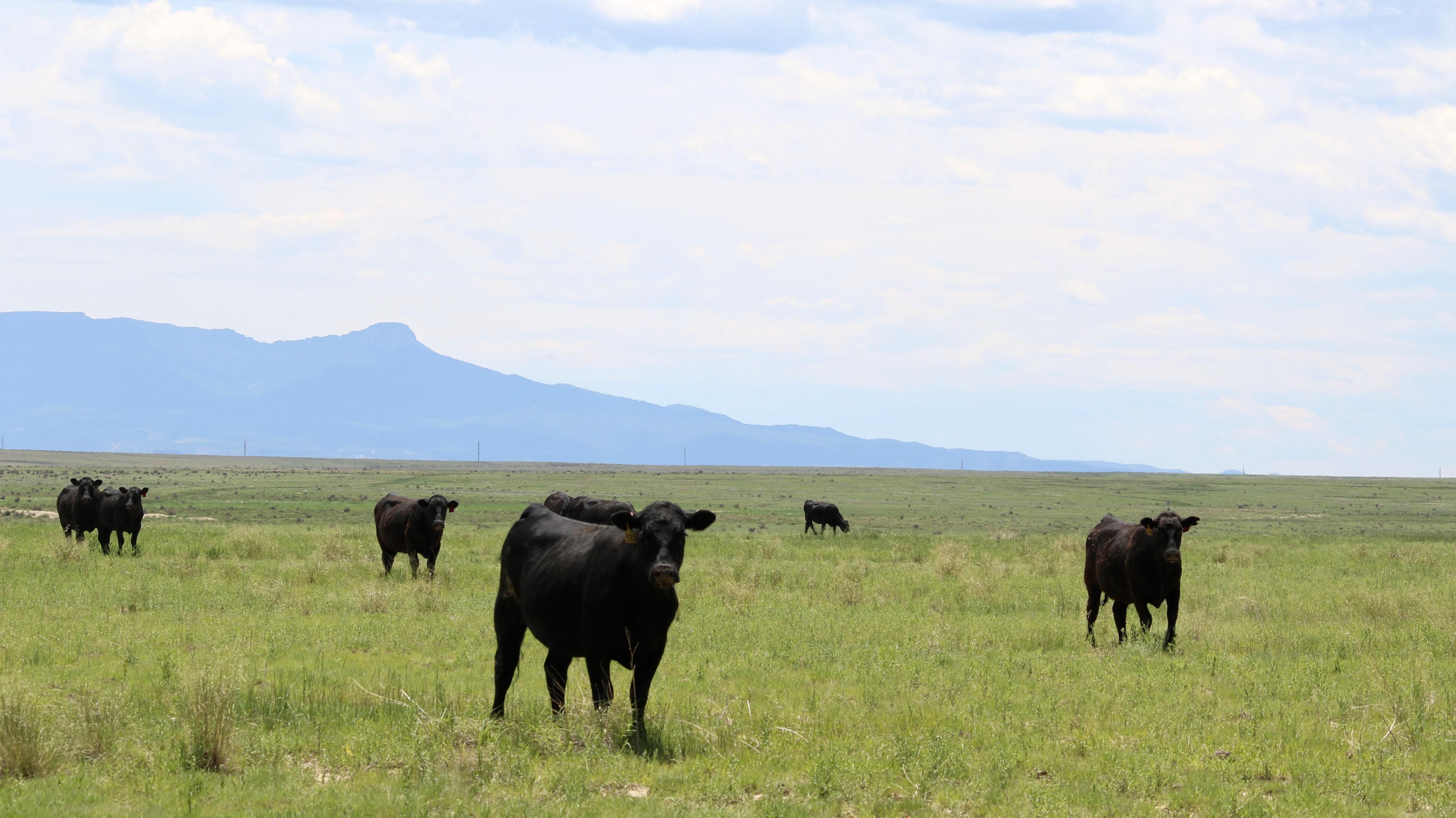 48999 County Road 48, Model, CO 81059 | LandWatch