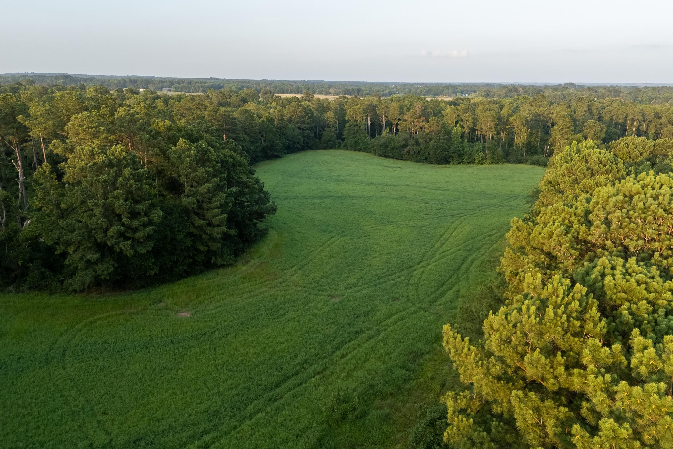 W/S SH 259, Overton, TX 75684 | MLS: 259 Crossing | LandWatch