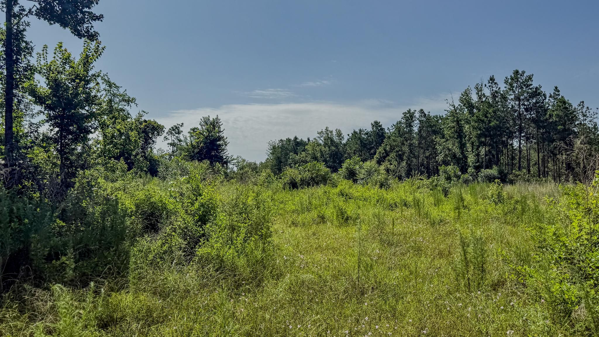 40 acres in Hampton, AR, 71744 | LandWatch