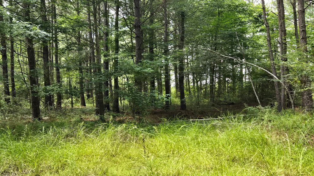 Old River Road, Rockledge, GA 30454 | MLS: 10564639 | LandWatch