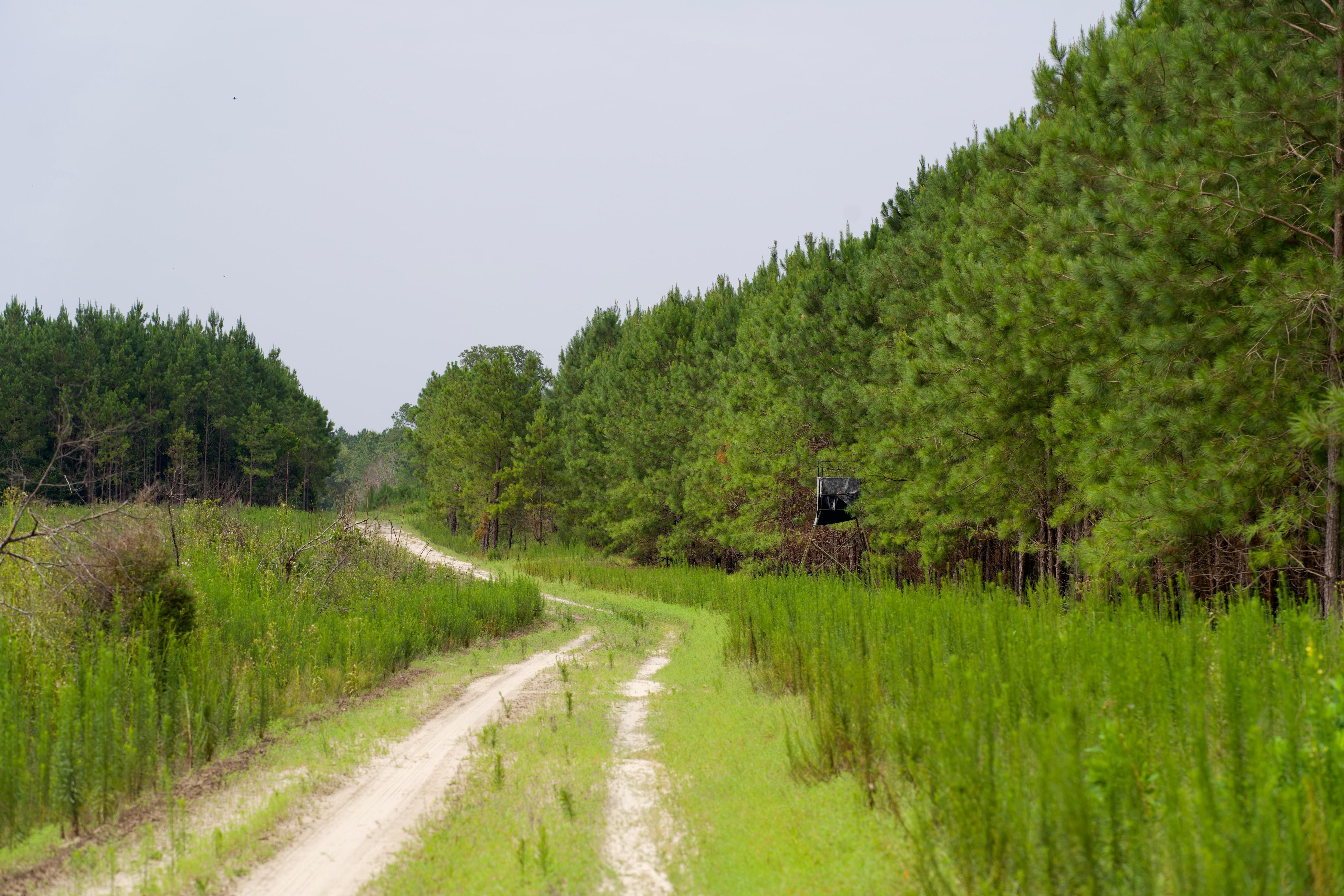 Buck Road, Williston, SC 29853 | LandWatch