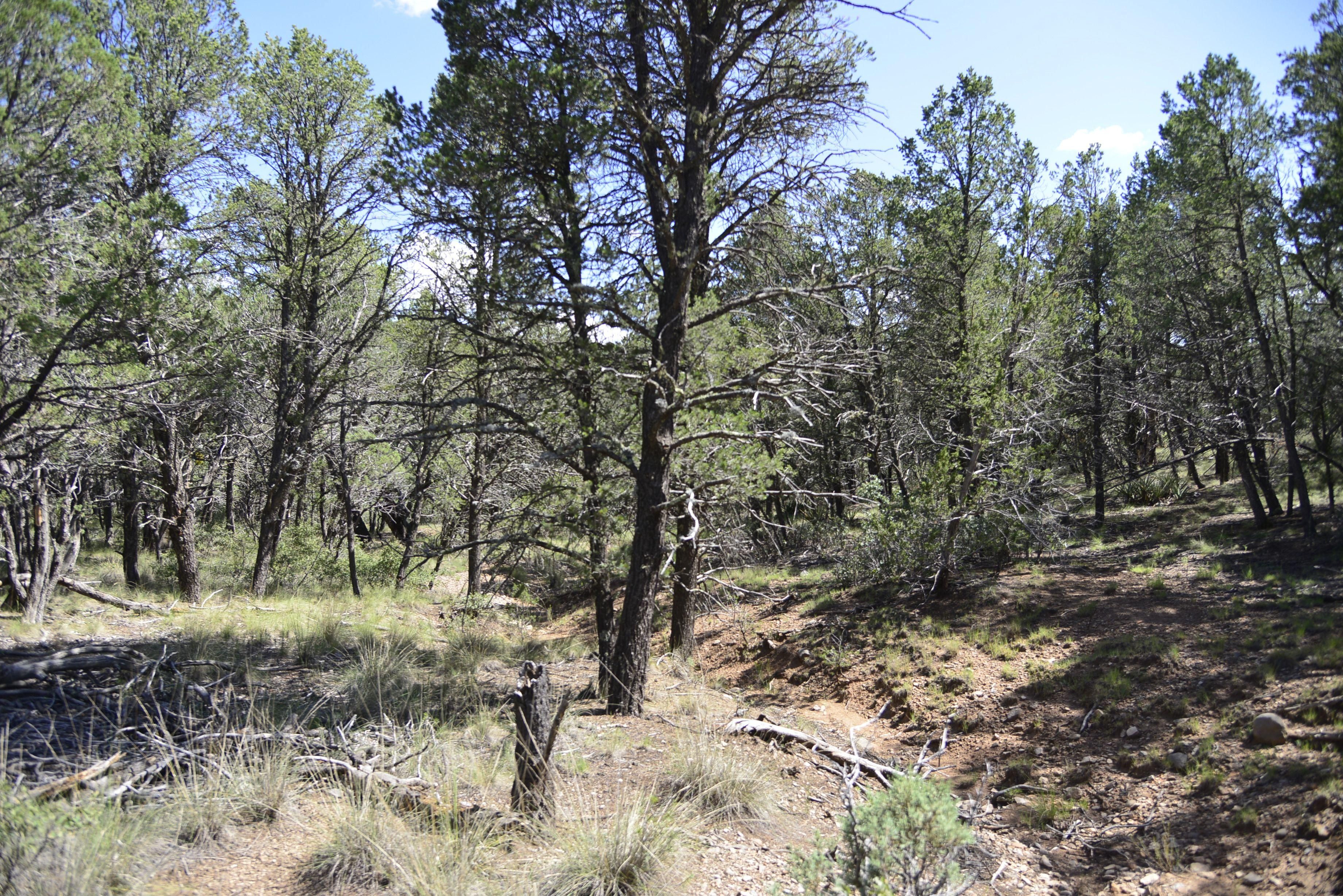 Longfellow Road, Timberon, NM 88350 | LandWatch